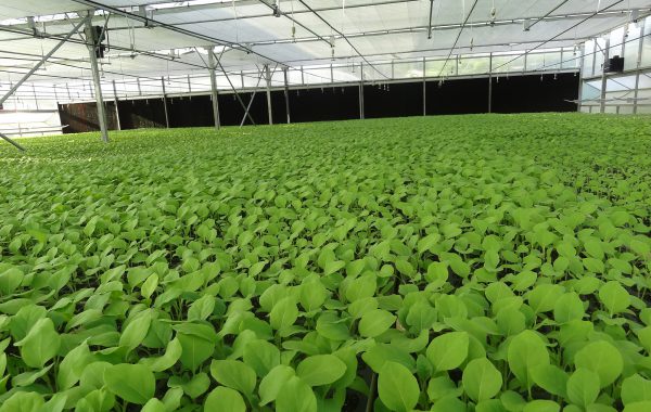 Fruit Plant Nursery Management » Courses We Offer Explore the art and ...