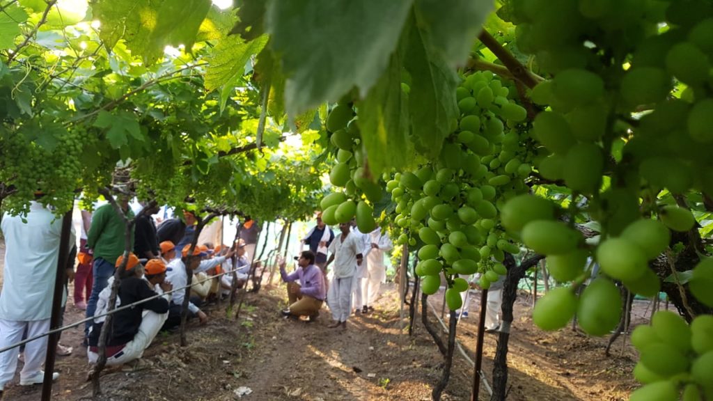 Collaborative Research for Crop Development & Improvement