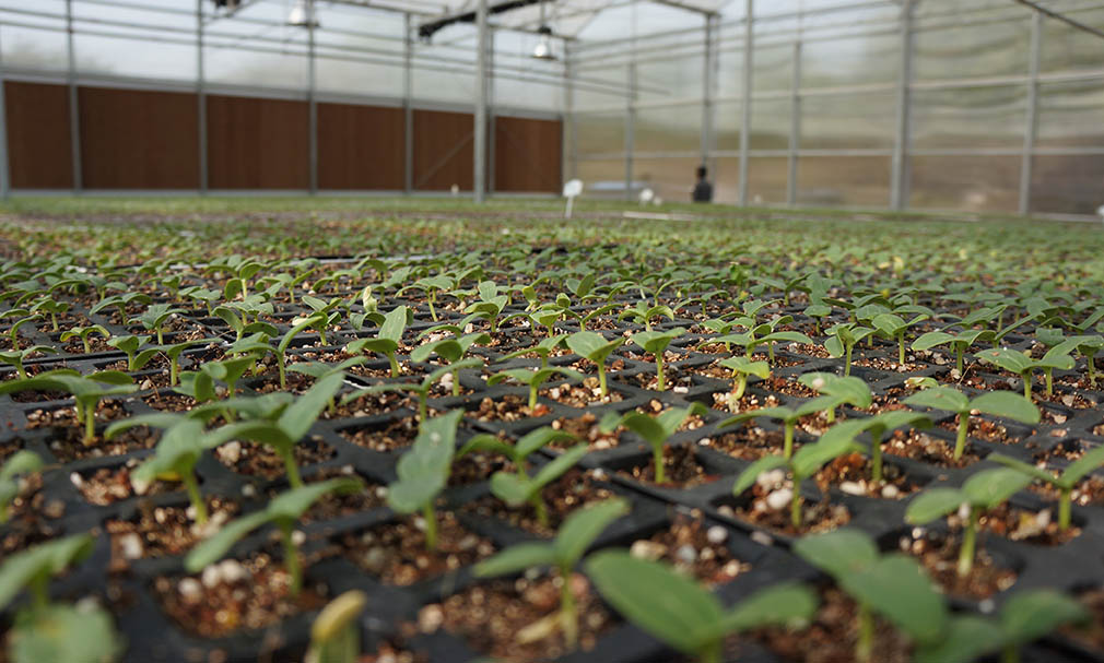 Technology Park - Institute of Horticulture Technology