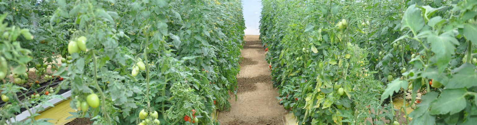 Polyhouse Cultivation of Tomato – Duration 1 Month