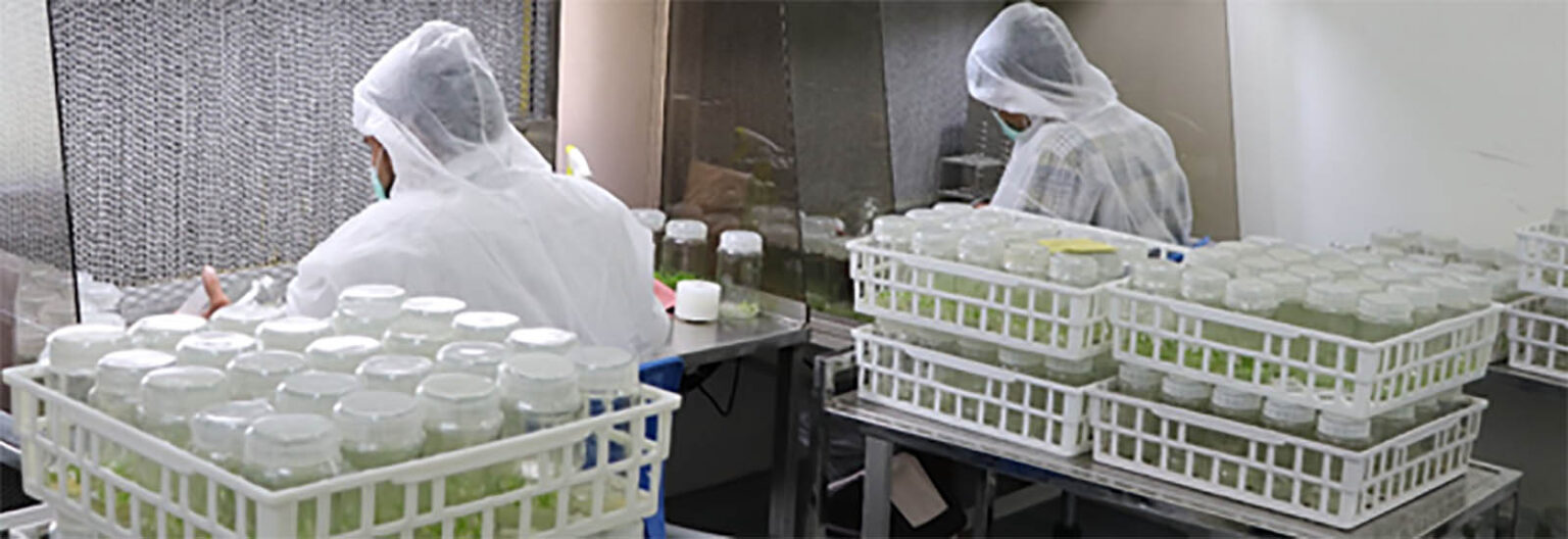 Micropropogation and Micrografting Service