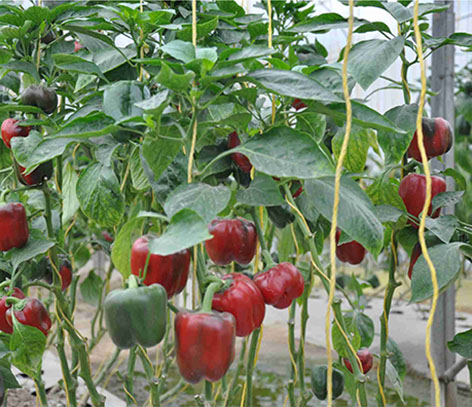 Home - Institute of Horticulture Technology