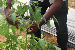 Polyhouse Cultivation of Tomato – Duration 1 Month