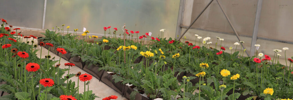 Protected Cultivation of Gerbera – Duration 5 Days