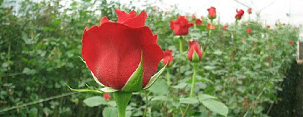 Protected Cultivation of Roses – Duration 5 Days