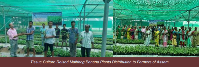 BANANA PLANTS DISTRIBUTION AND TRAINING PROGRAMME FOR FARMERS OF ASSAM ...
