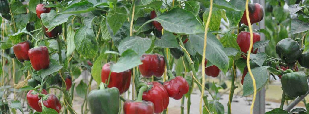 Polyhouse Cultivation of Capsicum – Duration 1 Week