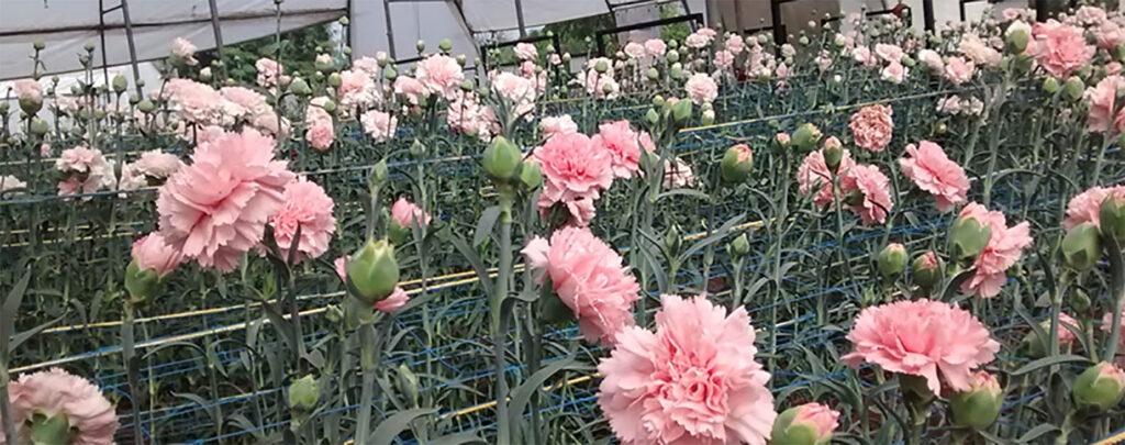 Protected Cultivation of Carnation – Duration 5 Days
