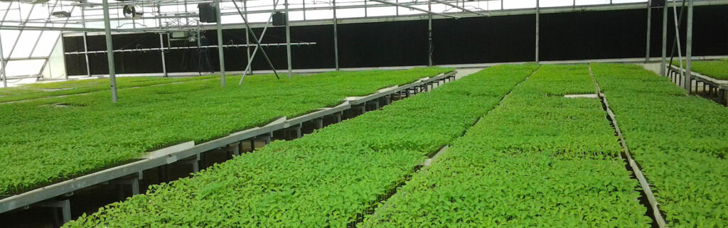 Modern Young Plant- Nursery Production Technology – Duration 1 Week ...